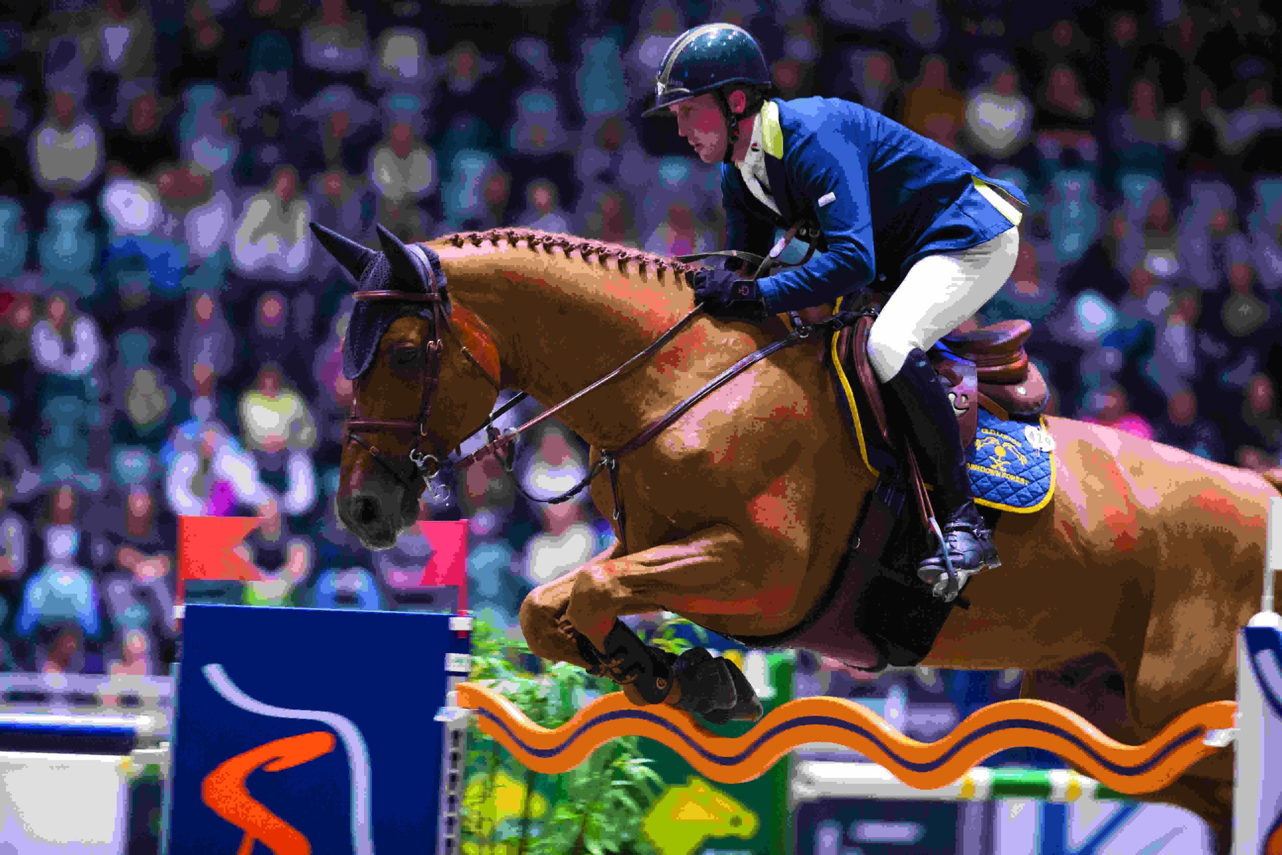 Stud & Breeding - Breen Equestrian LTD